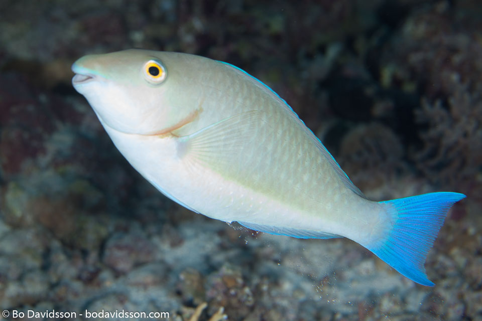 Parrotfishes - bodavidsson.com